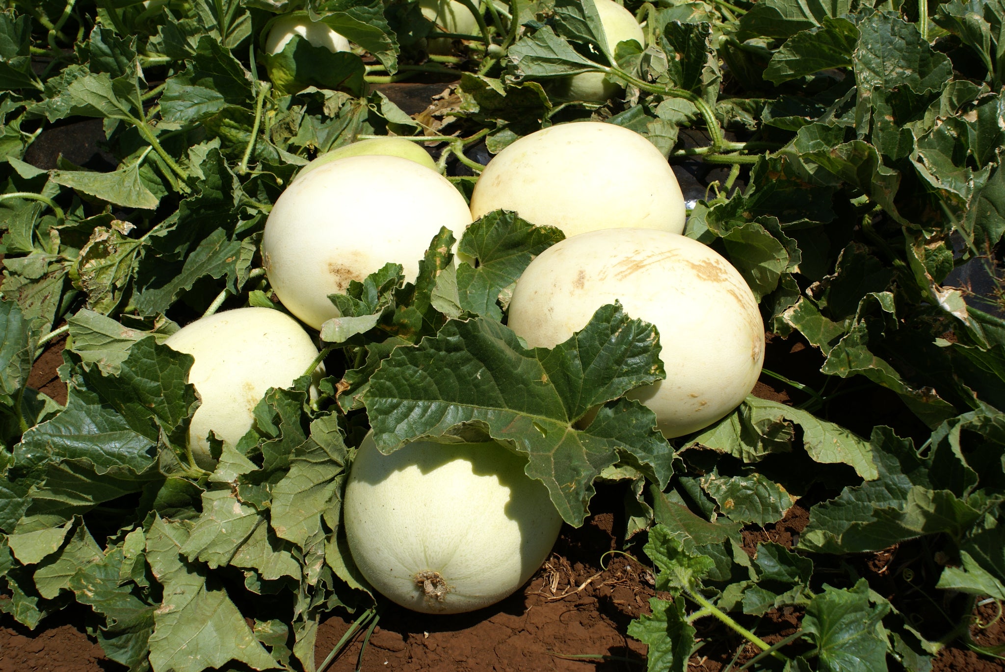 Aloun Farms Products – Aloun Farms Hawaii
