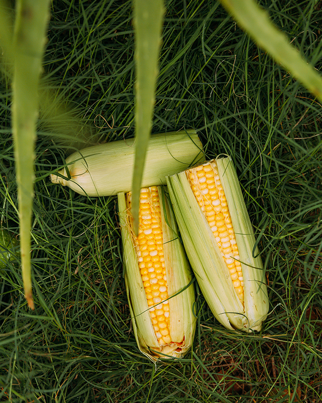 Ewa Sweet Corn – Aloun Farms Hawaii