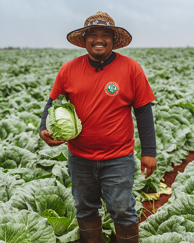 Cabbage – Aloun Farms Hawaii