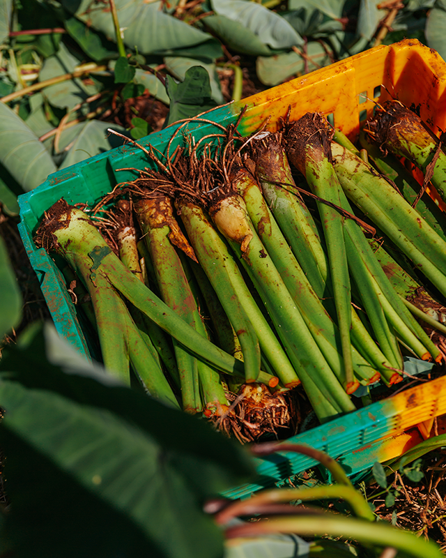 Taro Root – Aloun Farms Hawaii