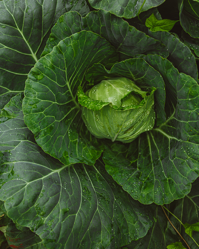 Cabbage – Aloun Farms Hawaii