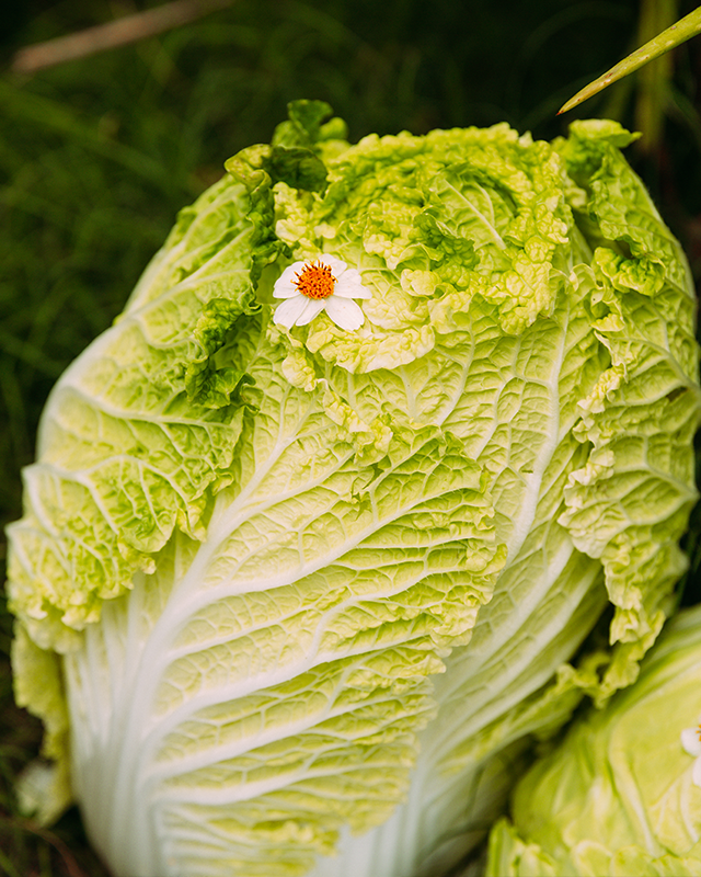 Aloun Farms Products – Page 2 – Aloun Farms Hawaii