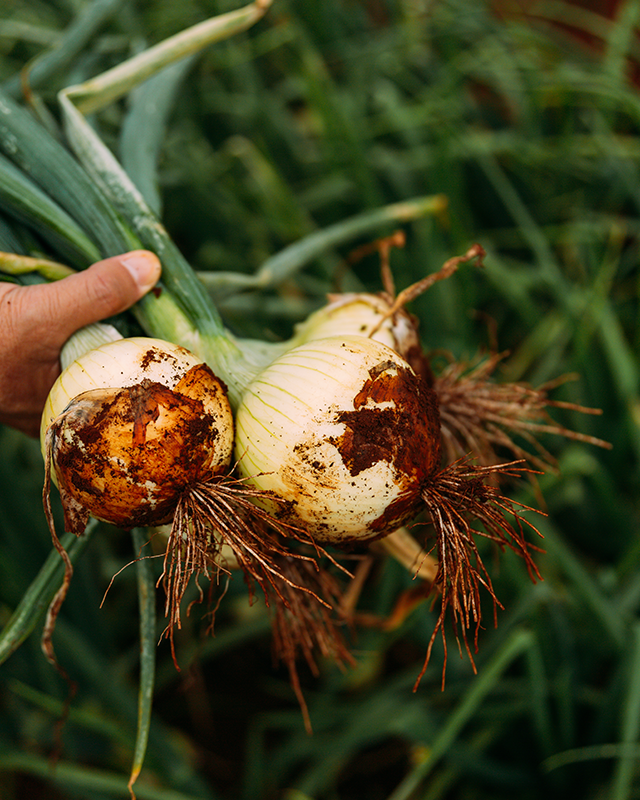 Aloun Farms Products – Aloun Farms Hawaii